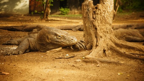 claws of Komodo dragon, Komodo, Indonesia | Into the green